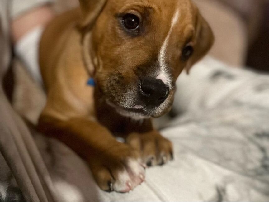 Щенки стаффорда