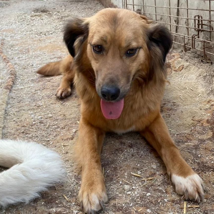 Собака молодая в добрые руки