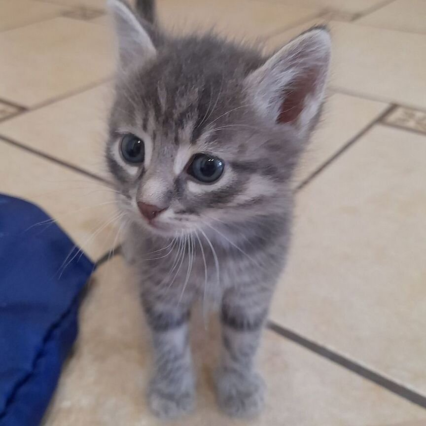 Котёнок в добрые руки