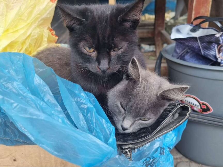 Котята в добрые руки