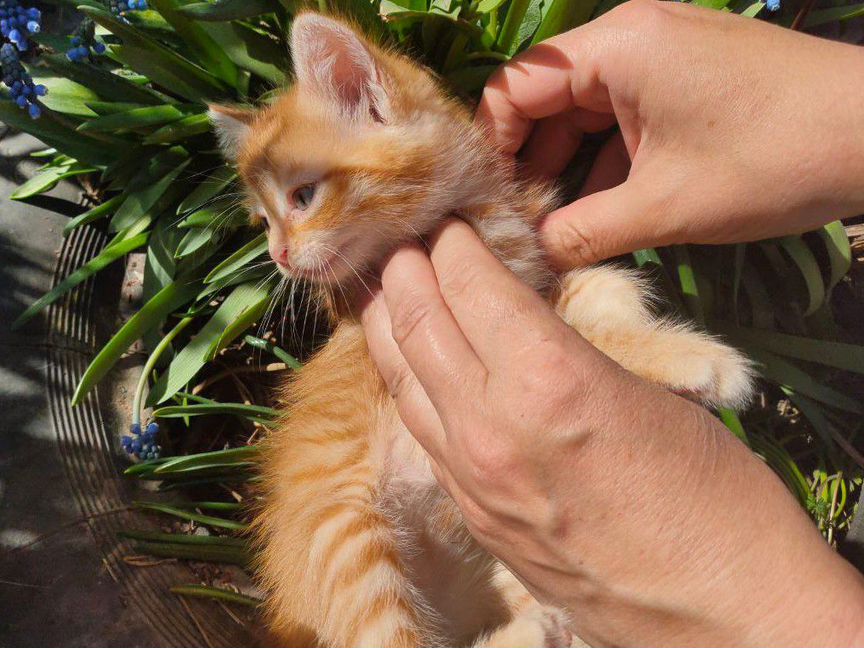 Котёнок-кошечка