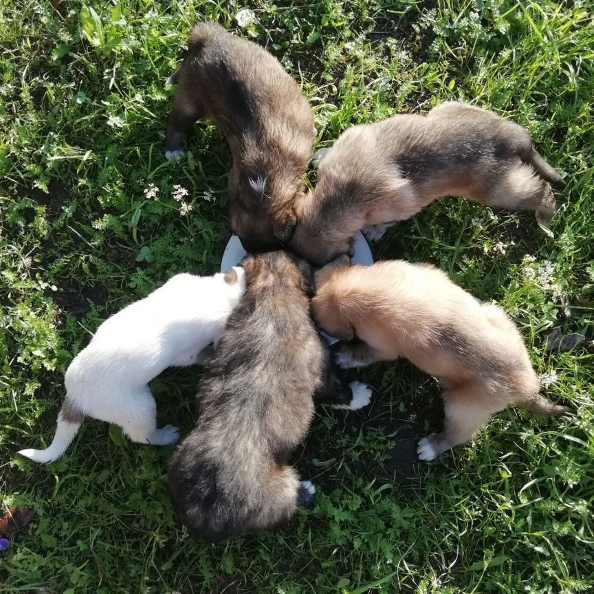 Щенки в добрые руки