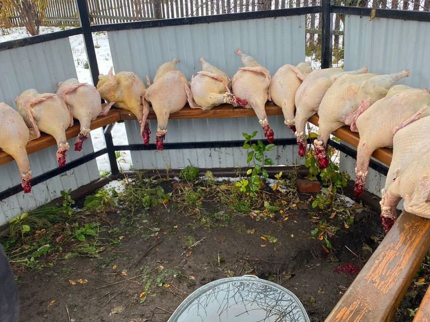 Мясо домашней индейки продается