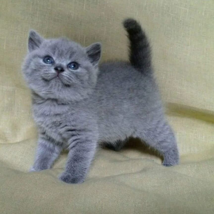 Шотландская