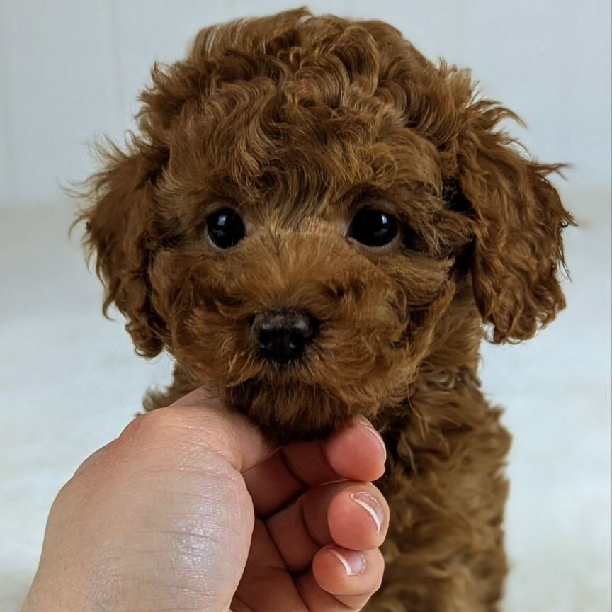 Пудель мальчик редбраун с документами