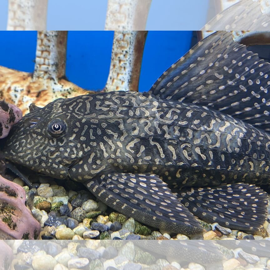 Парчовый сом