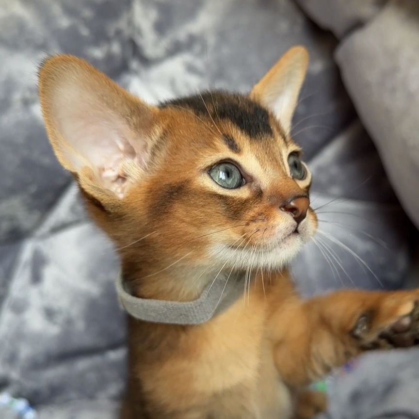 Абиссинский котёнок