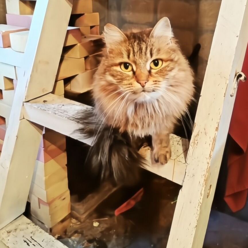 Взрослая кошка в добрые руки