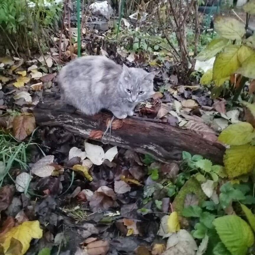 Отдам котенка в добрые руки