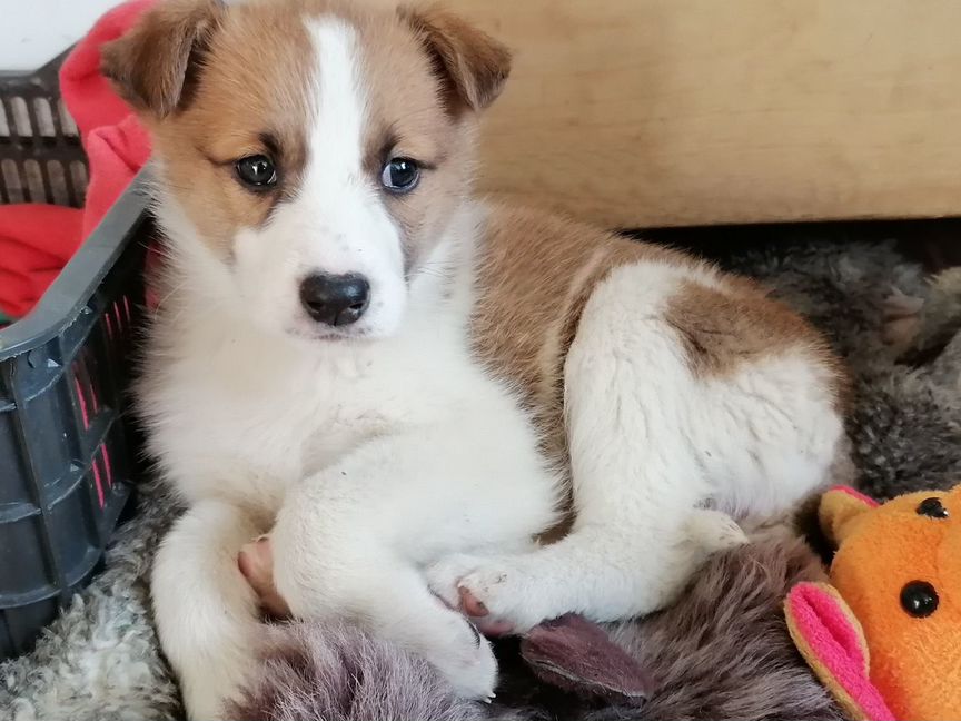 Красивая девочка, щенок, 1,5 мес