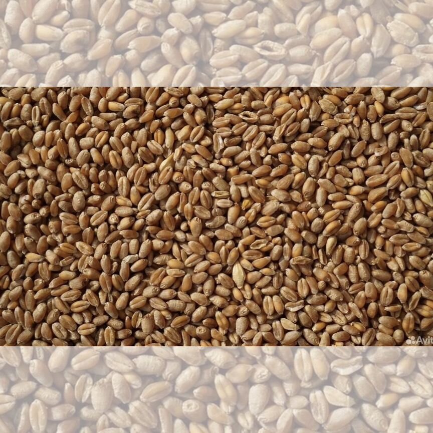 Пшеница в мешках