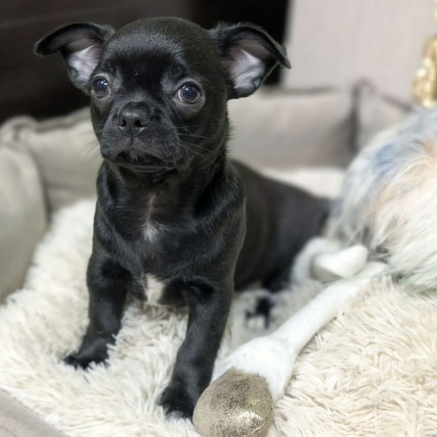 Чихуахуа, щенок