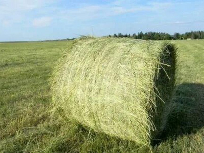 Сено рожь