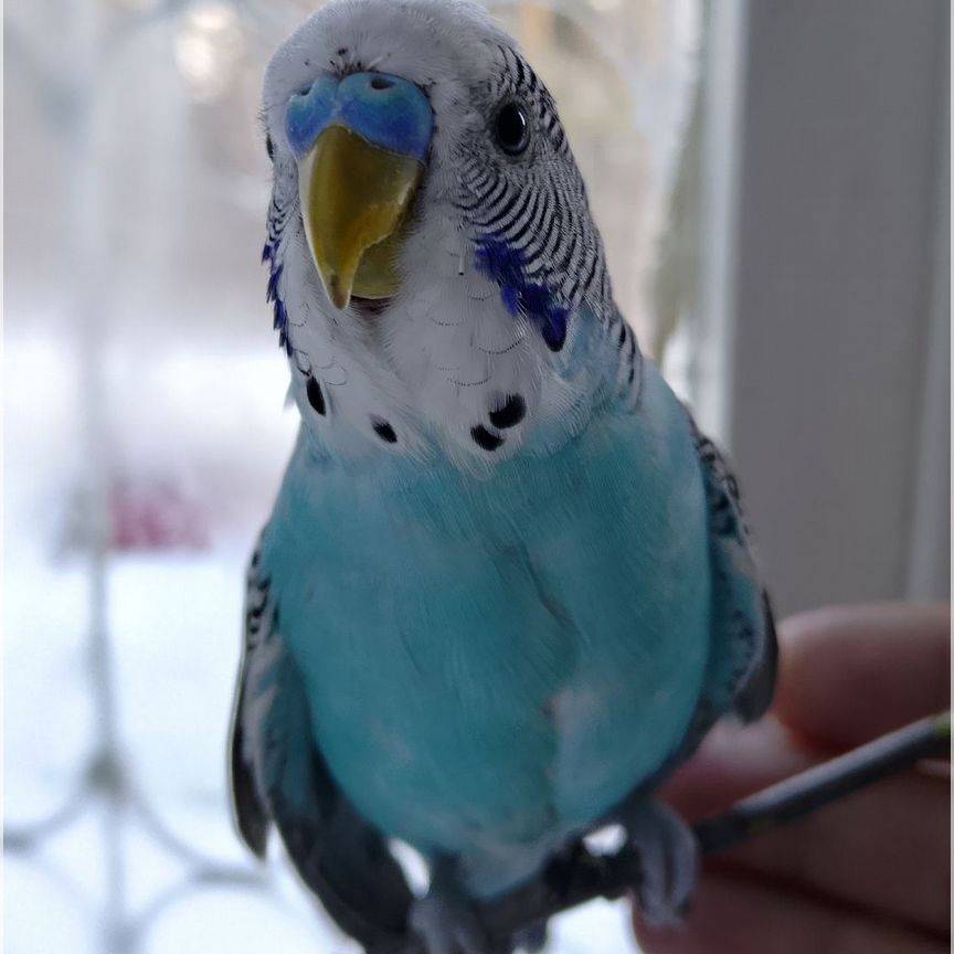 2 волнистых попугайчика с клеткой и всем необ