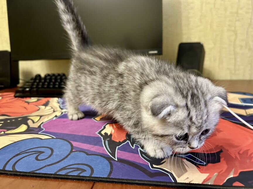 Шотладские вислоухие котята