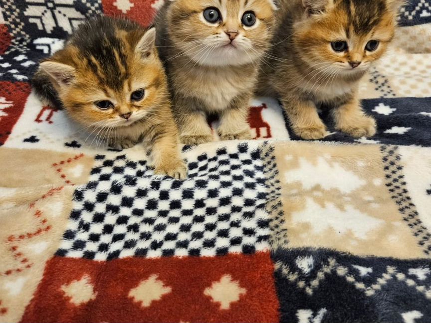 Шотландская шиншилла