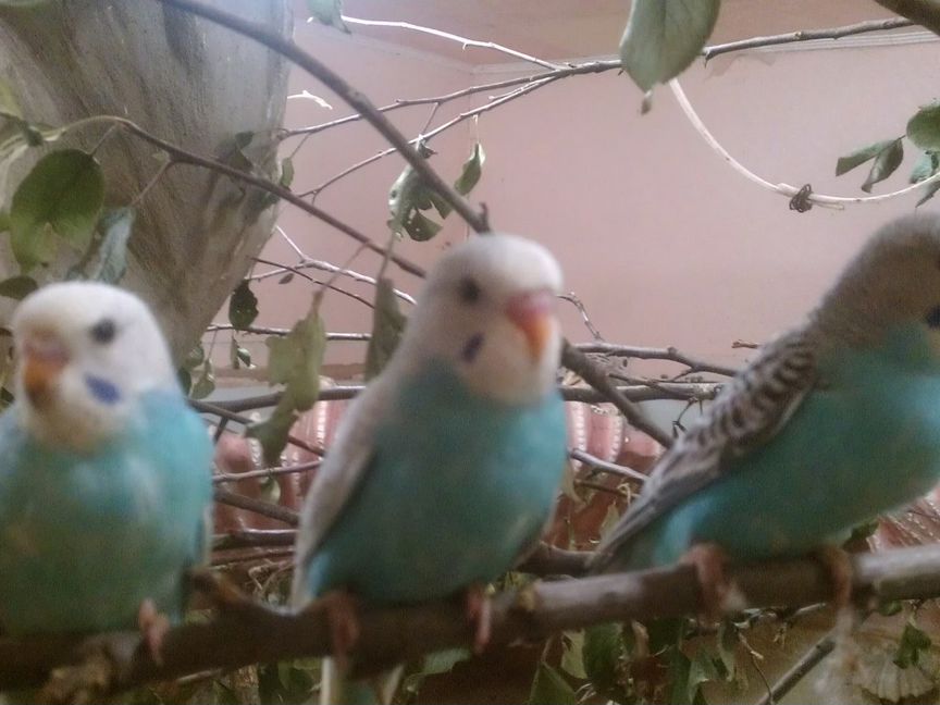 Попугаи и амадины