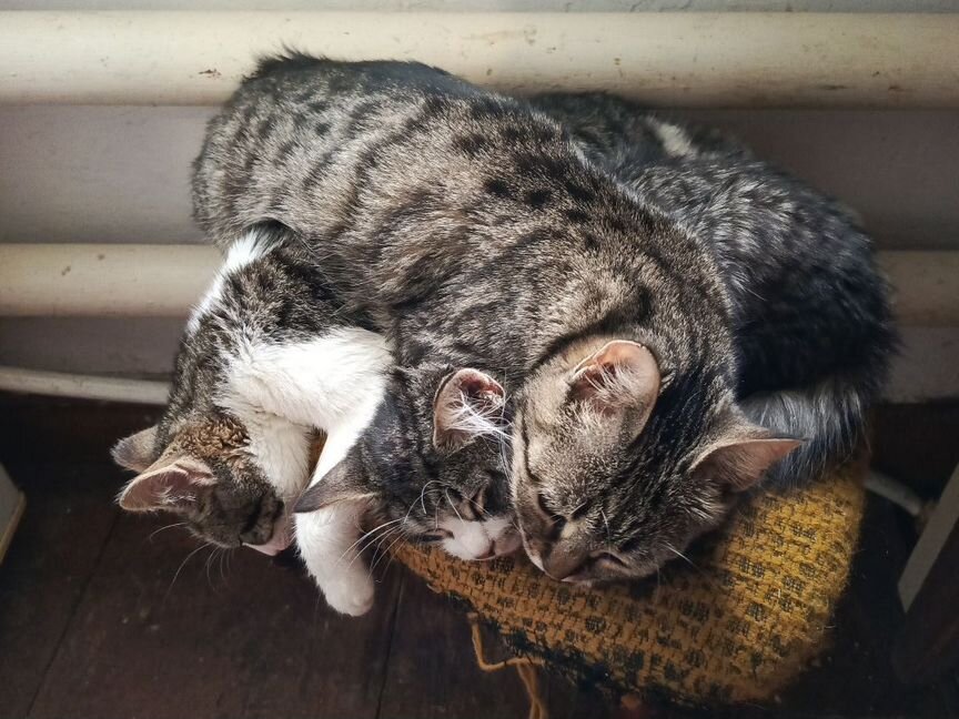 Отдам в добрые руки