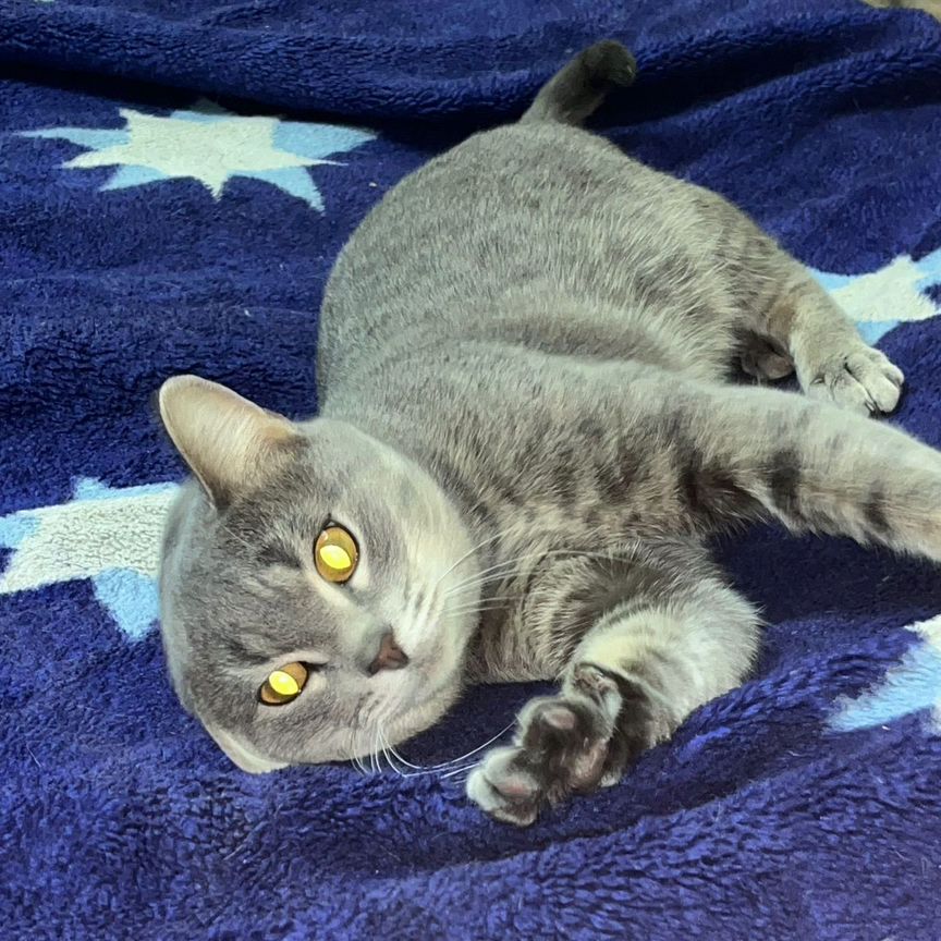 Коты в добрые руки