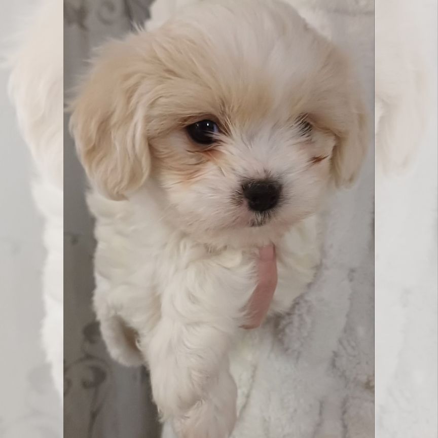 Невероятно красивые мальтипу