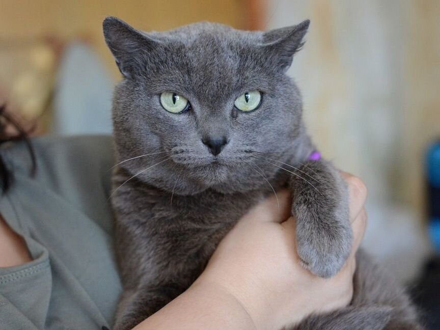 Русская голубая