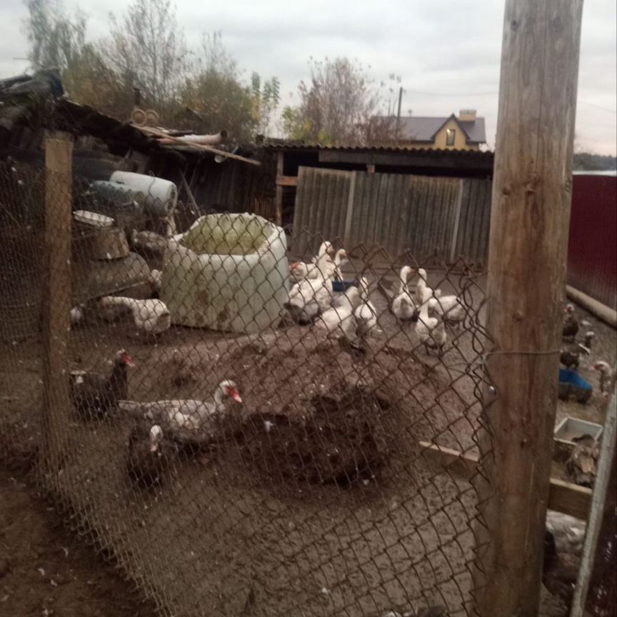 В продаже, гуси, индоутки