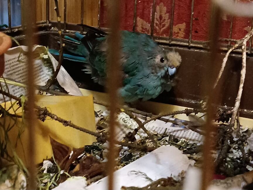 Какарик девочка