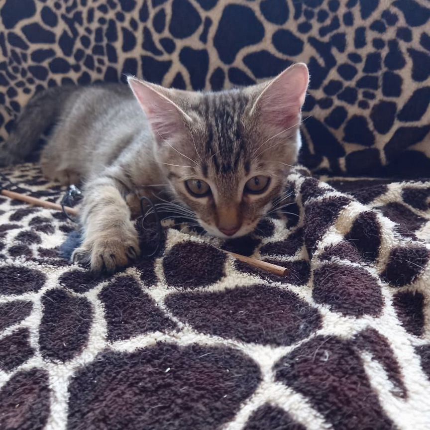 Котенок в добрые руки