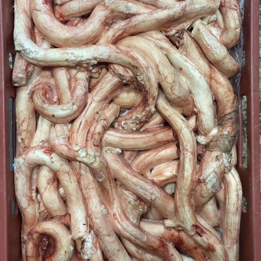 Бычий корень заморозка для сушки