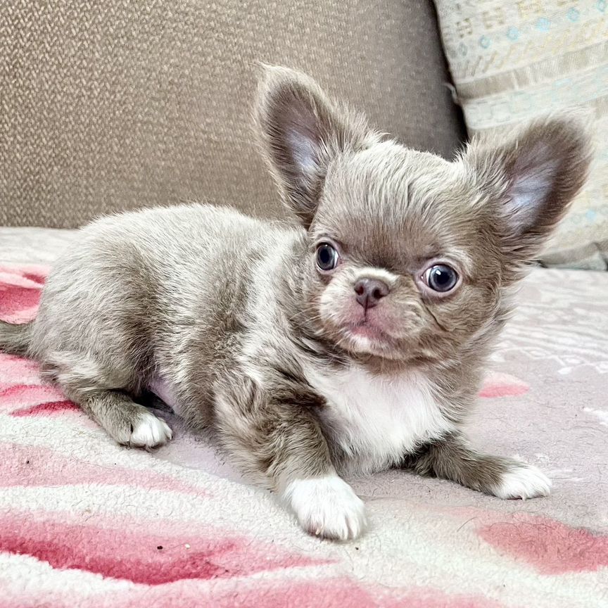 Лиловый мальчик чихуахуа дш