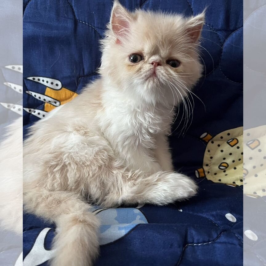 Персидский котёнок