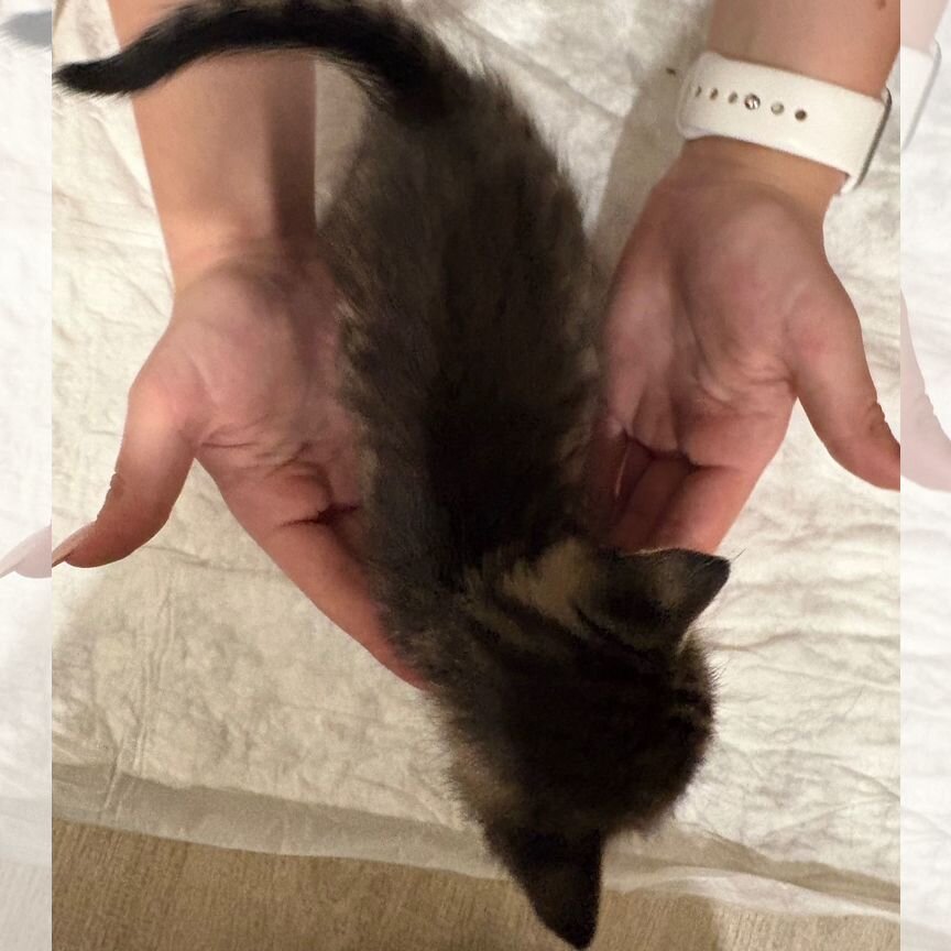 Котёнок в добрые руки