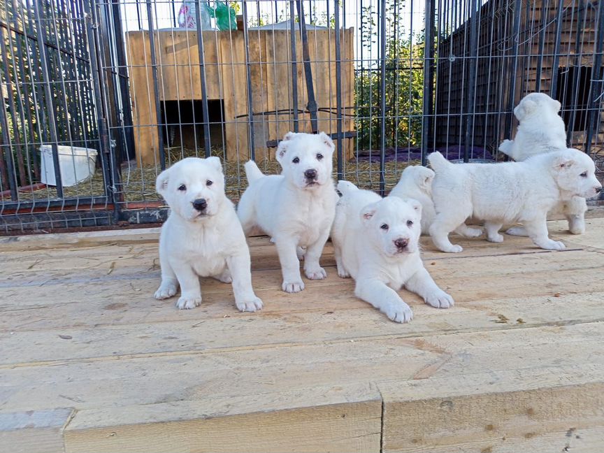 Шикарные щенки Алабая