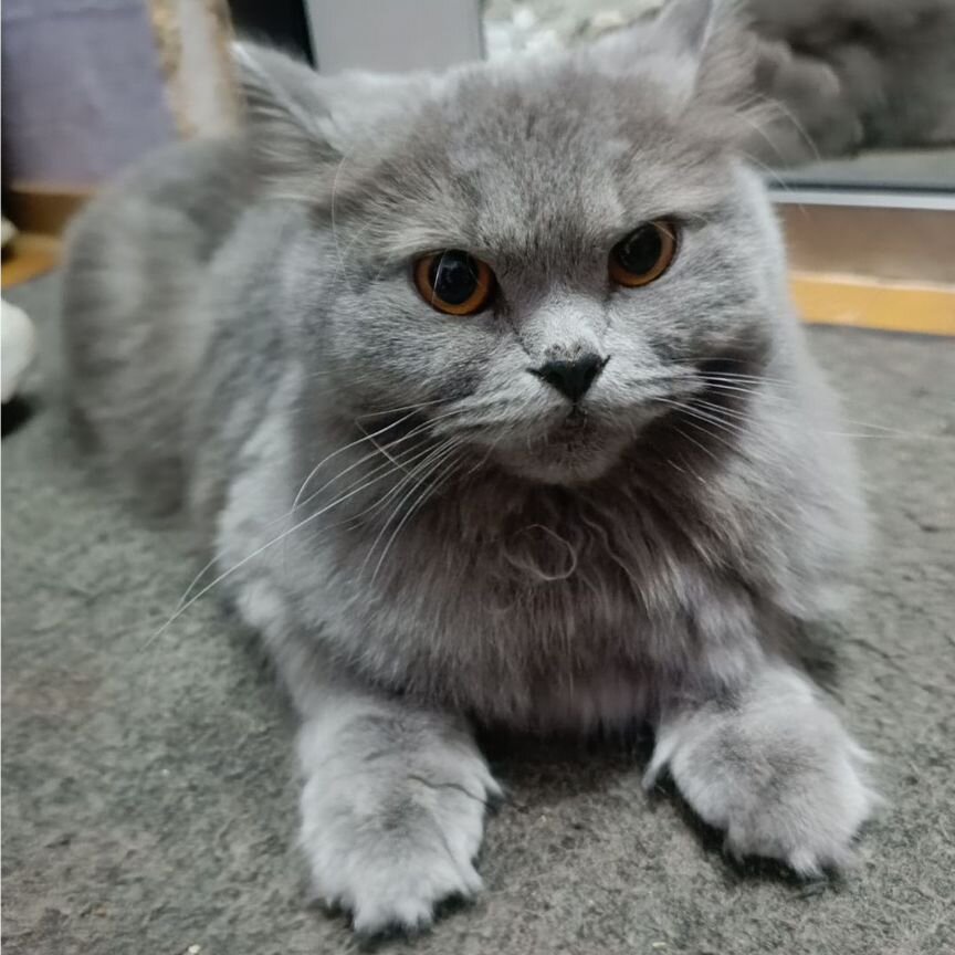 Кошки в добрые руки породистые