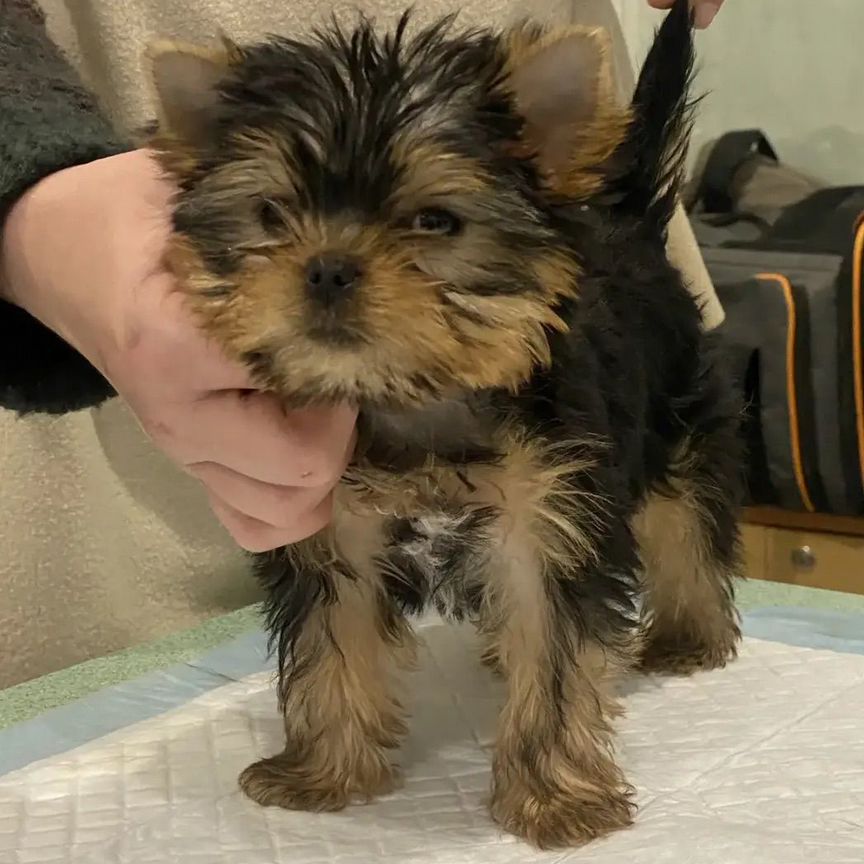 Йоркширский терьер, щенок