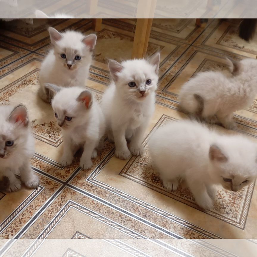 Невский маскарадный котёнок