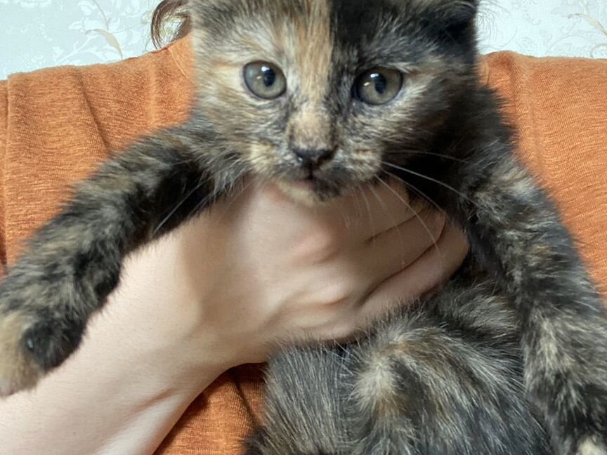 Котенок девочка разноцветная