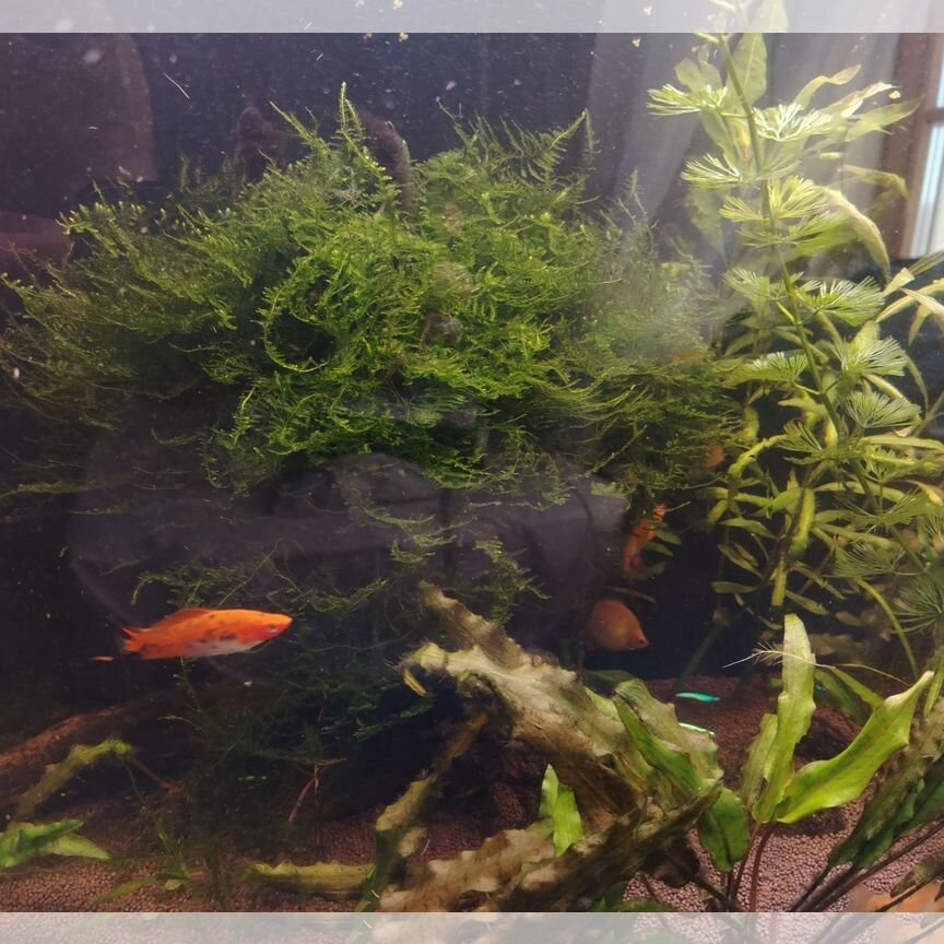 Мох треугольный