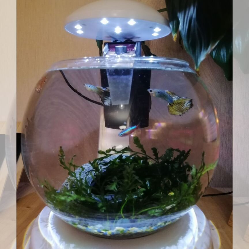 Аквариум круглый 8л. С рыбами и растениями