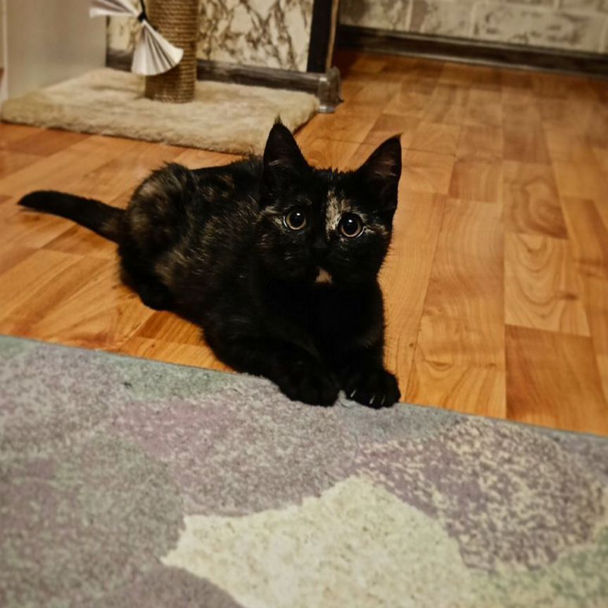 Котёнок
