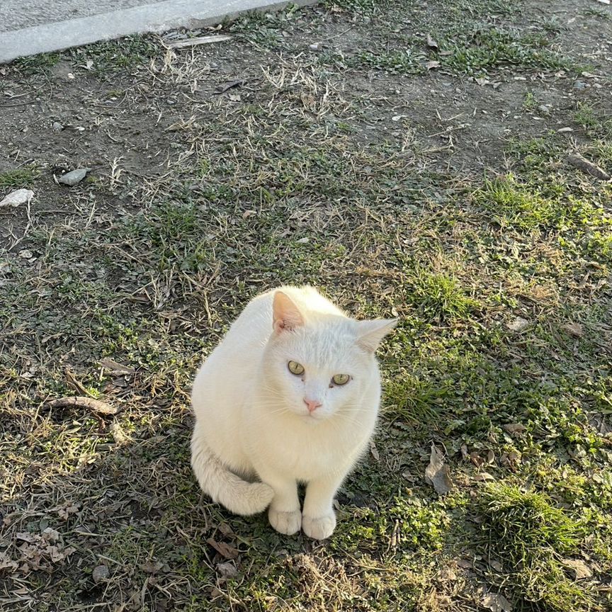 Кошка турецкая ангора