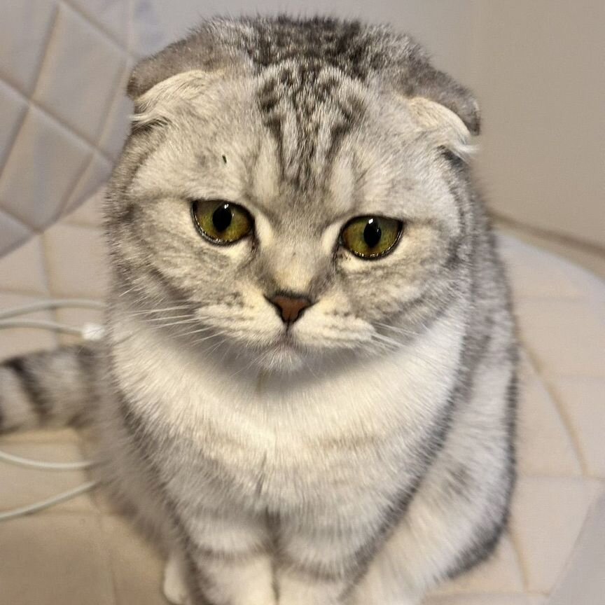 Шотландская вислоухая кошка в добрые руки