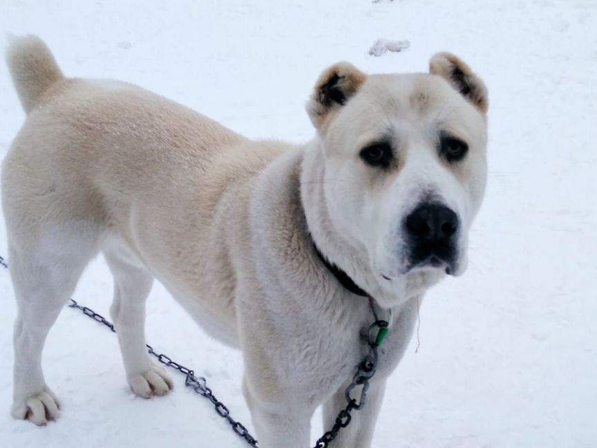 Среднеазиатская овчарка алабай