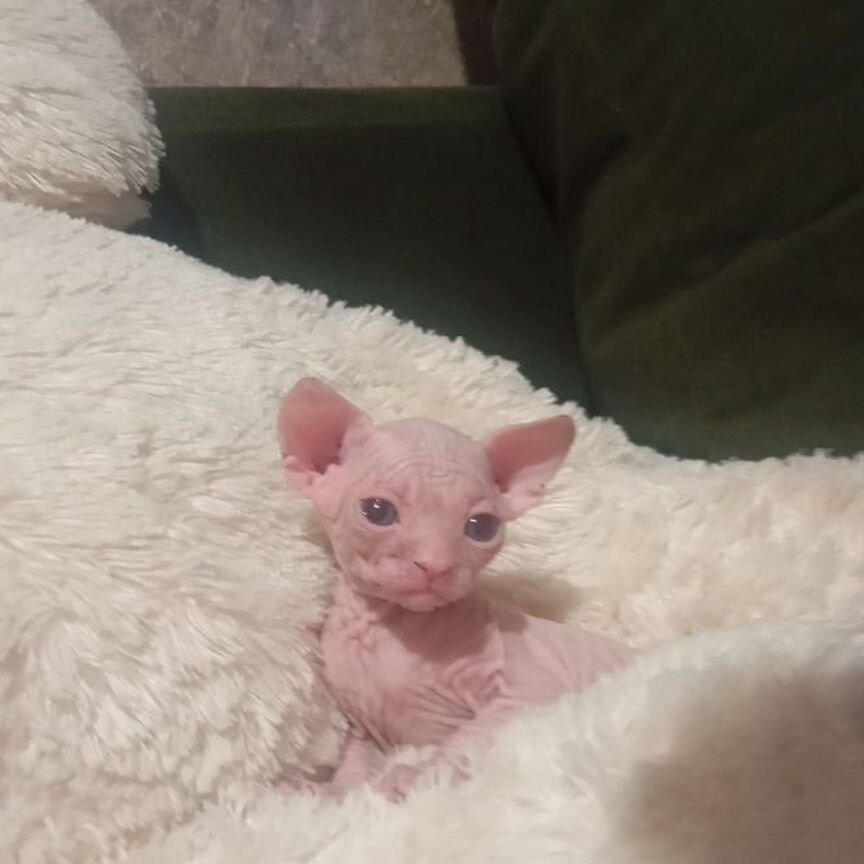 Канадский сфинкс котёнок