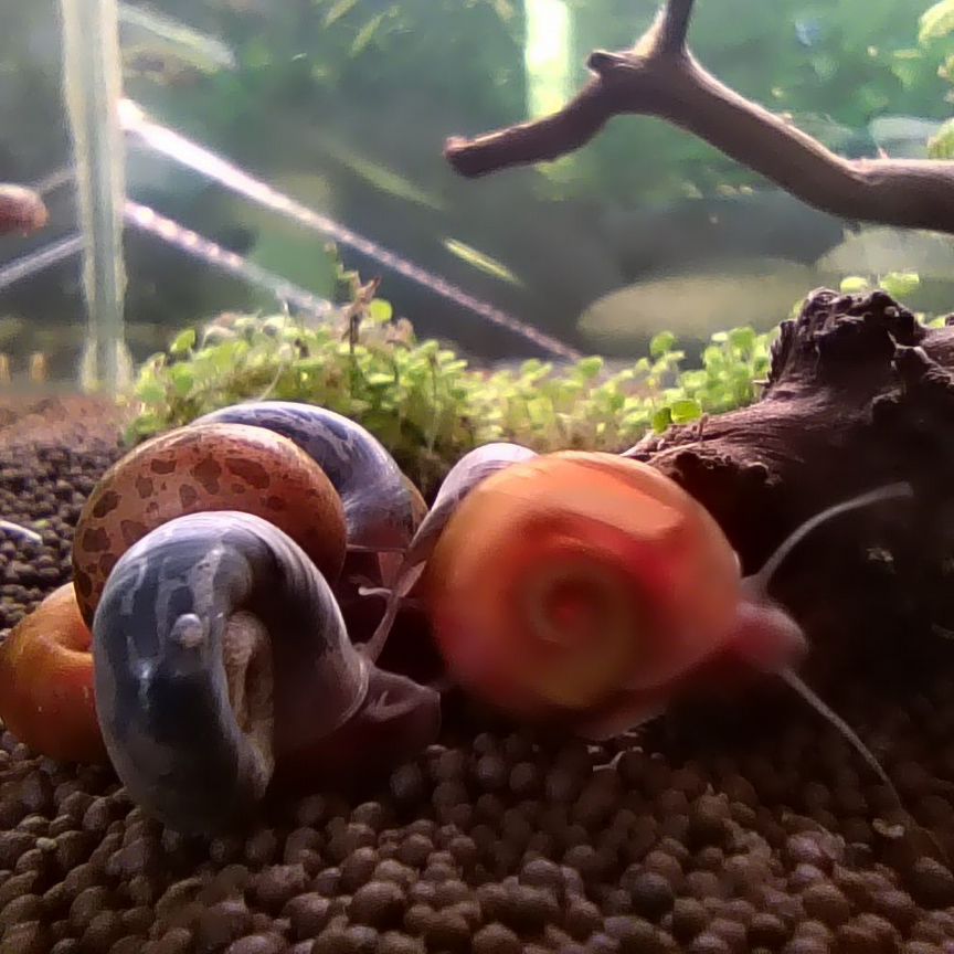 Улитки аквариумные