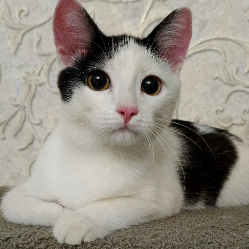 Котёнок в добрые руки