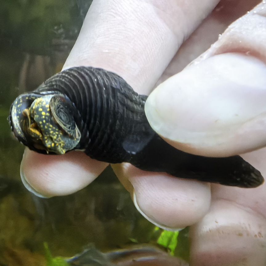 5шт Улитки тиломелания желтый кролик