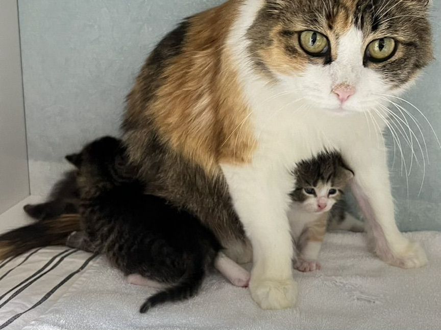 Кошка Маруся