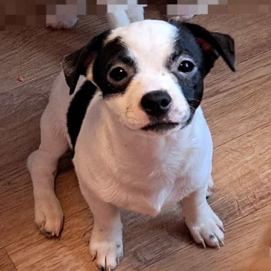 Джек-рассел-терьер, щенок