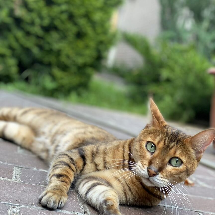 Кот тойгер бесплатно